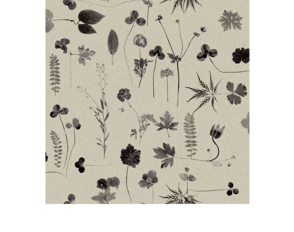 Tapeta Botanica 3662 | DesignVille